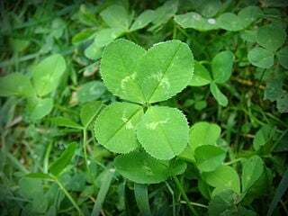 The Odds of Finding a Four-Leaf Clover Revisited: How Do Some People ...
